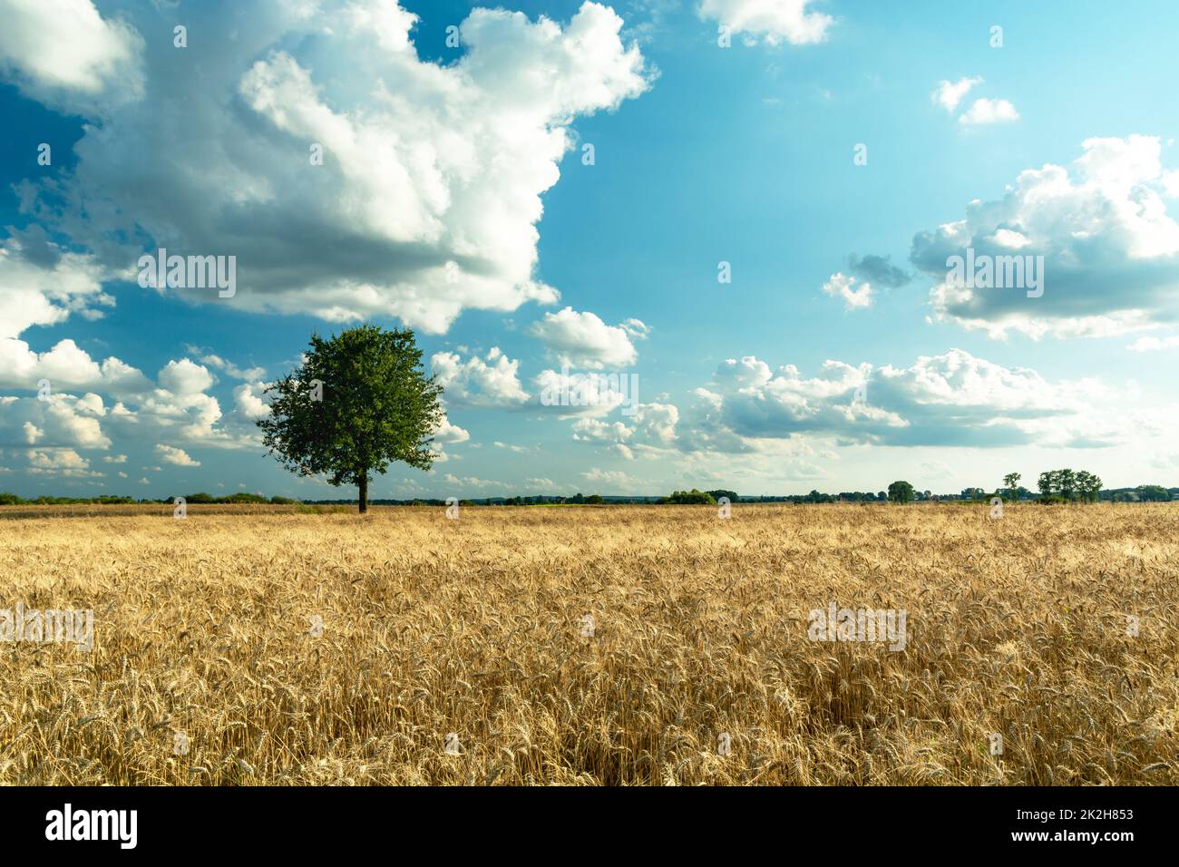 Field with grain, tree and white clouds on the sky Stock Photo - Alamy
