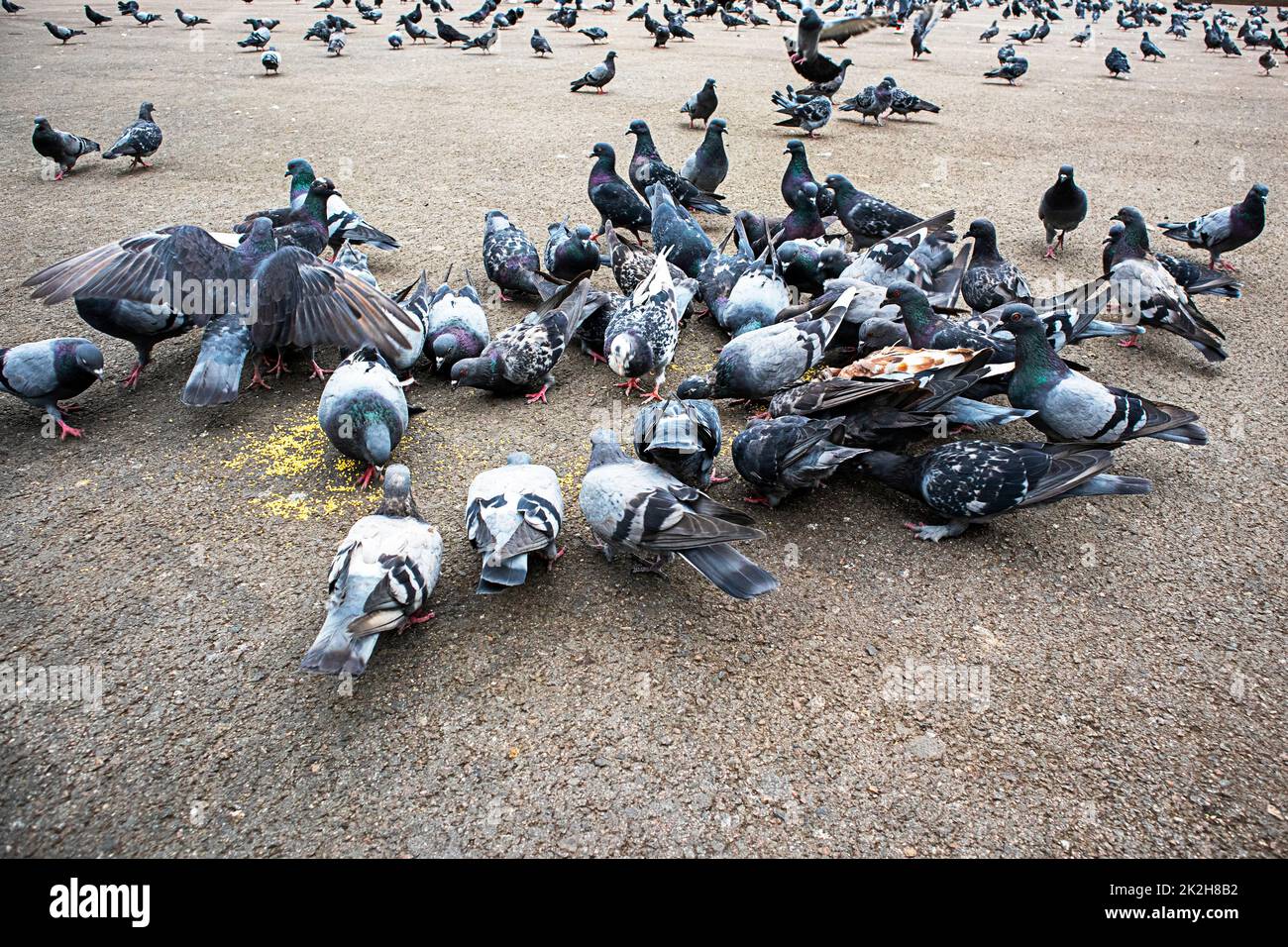 a lot of gray pigeons eat grits on the asphalt Stock Photo - Alamy
