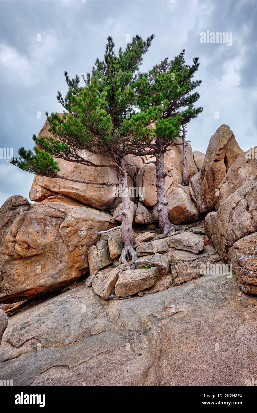Rock with pine trees in Seoraksan National Park, South Korea Stock ...
