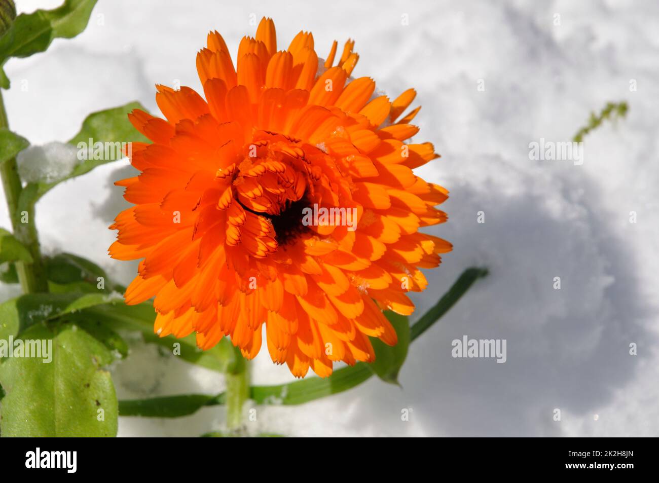 Winter marigold hi-res stock photography and images - Alamy