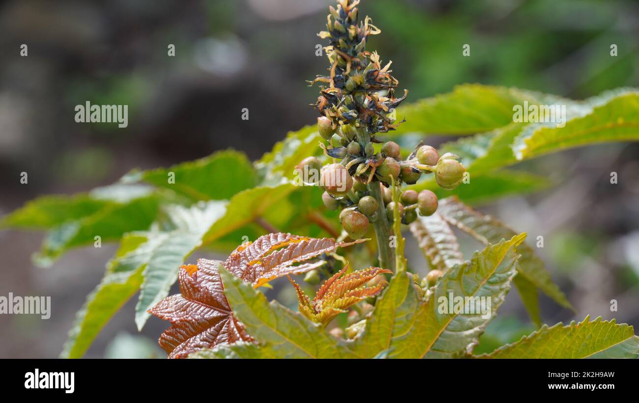 Castor oil plant (Ricinus communis). Leaves and flowers (male flowers ...