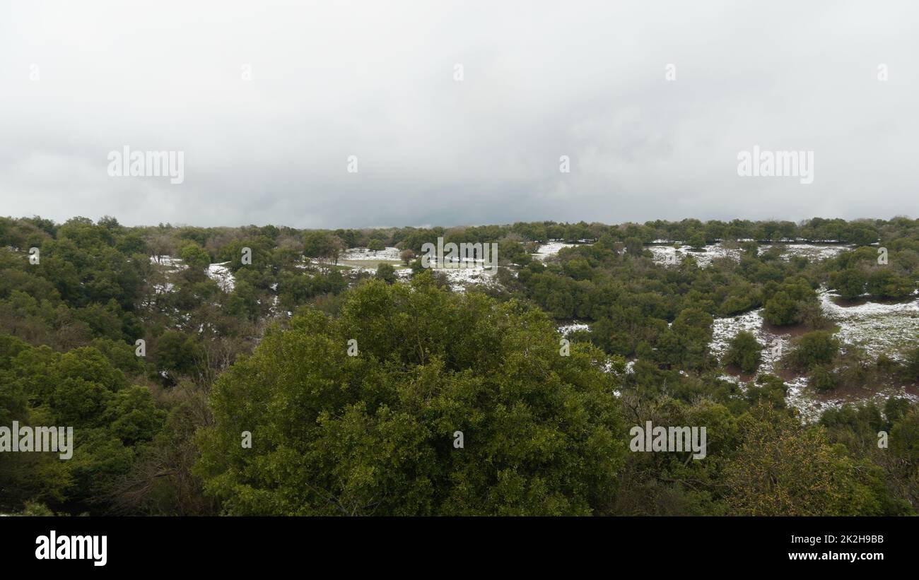 Big trees with snow hi-res stock photography and images - Alamy