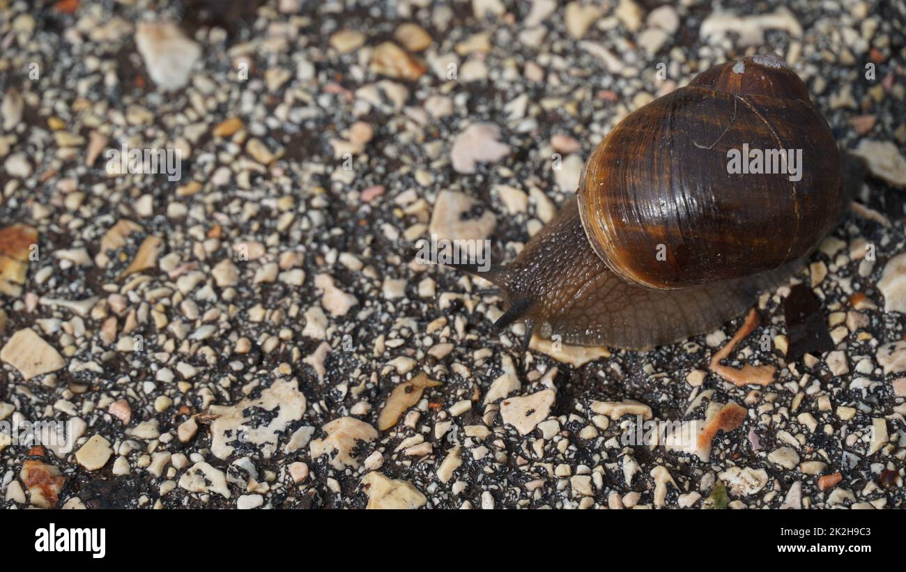 Wet stone texture hi-res stock photography and images - Alamy