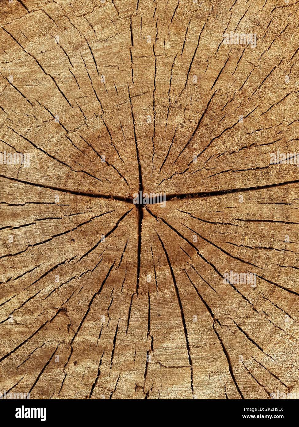 Sawing a tree trunk 1 Stock Photo - Alamy