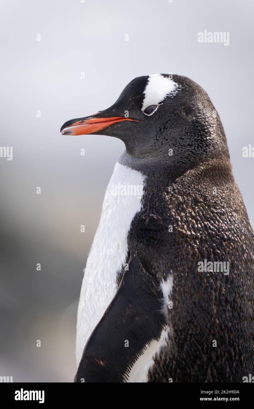 Left facing animal hi-res stock photography and images - Alamy