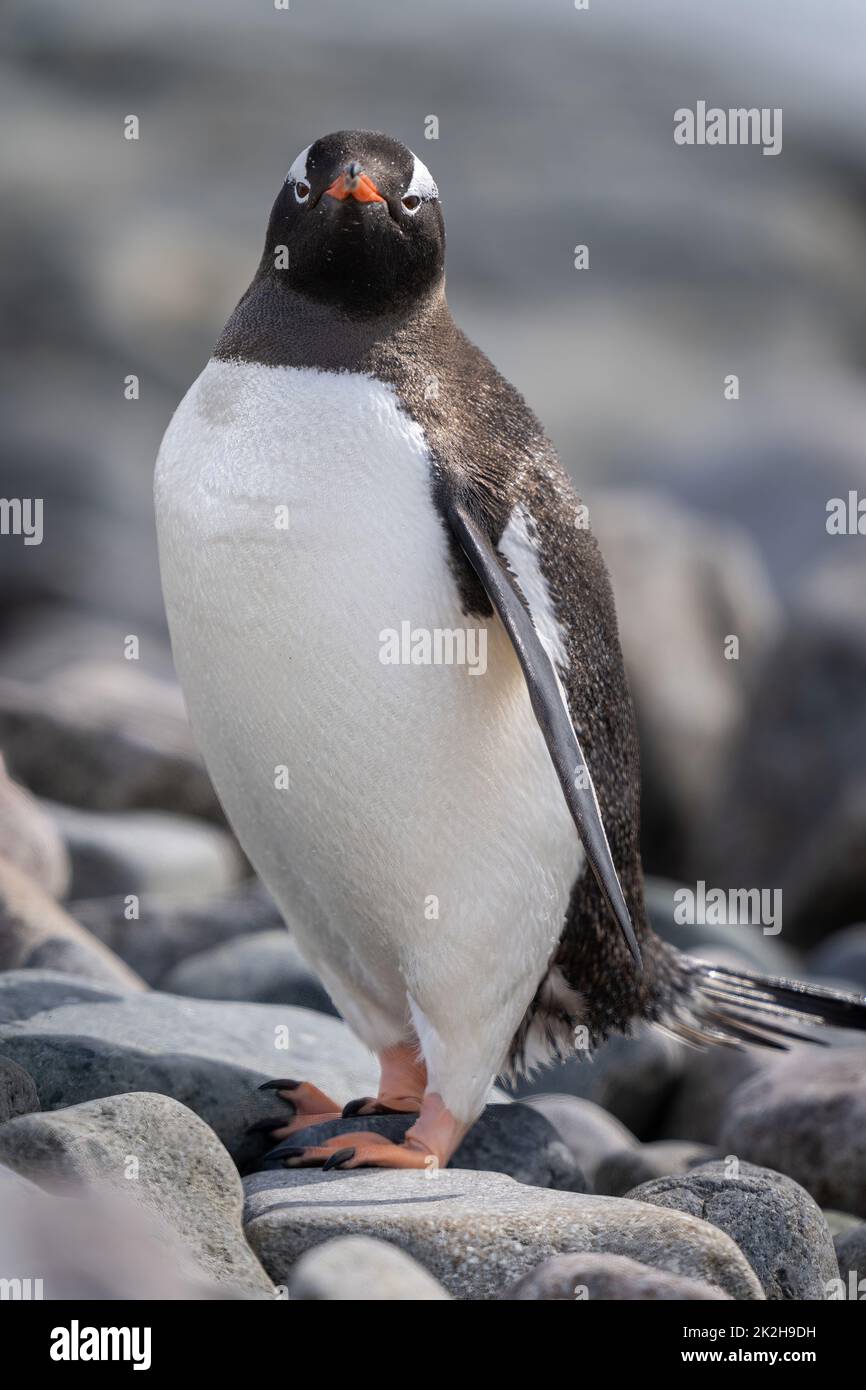 Camera for watching animals hi-res stock photography and images - Alamy