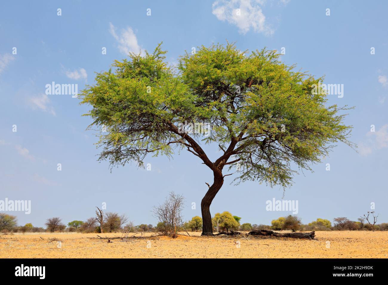 Camel-thorn tree against a blue sky Stock Photo - Alamy
