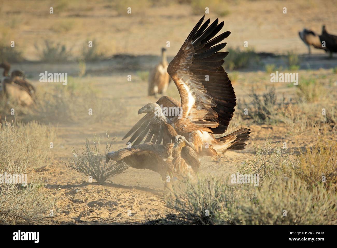 Fighting birds claws hi-res stock photography and images - Alamy