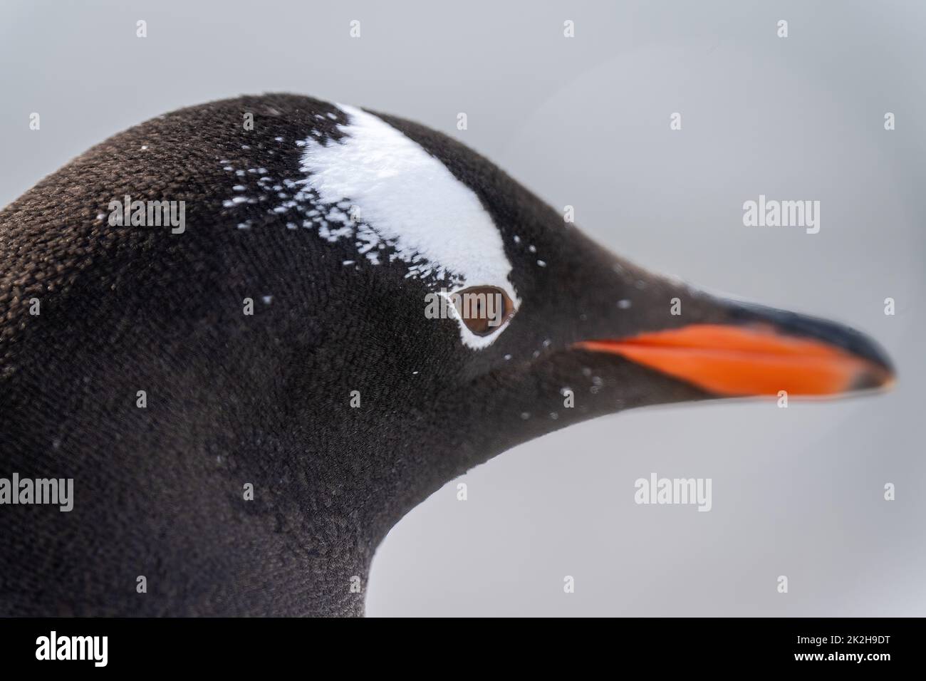 Penguin beak hi-res stock photography and images - Alamy