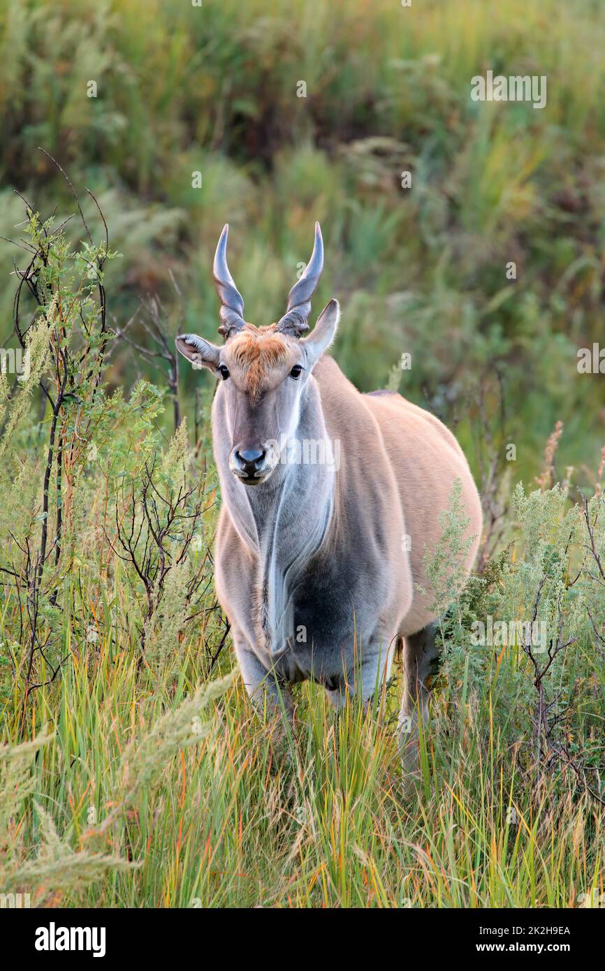 Eland antelope in natural habitat Stock Photo - Alamy
