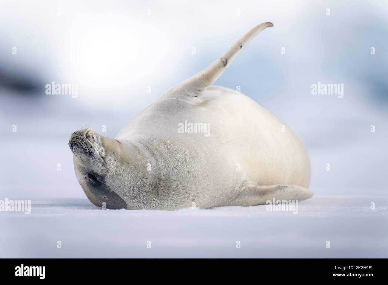 Crabeater seal lies on ice stretching flipper Stock Photo - Alamy