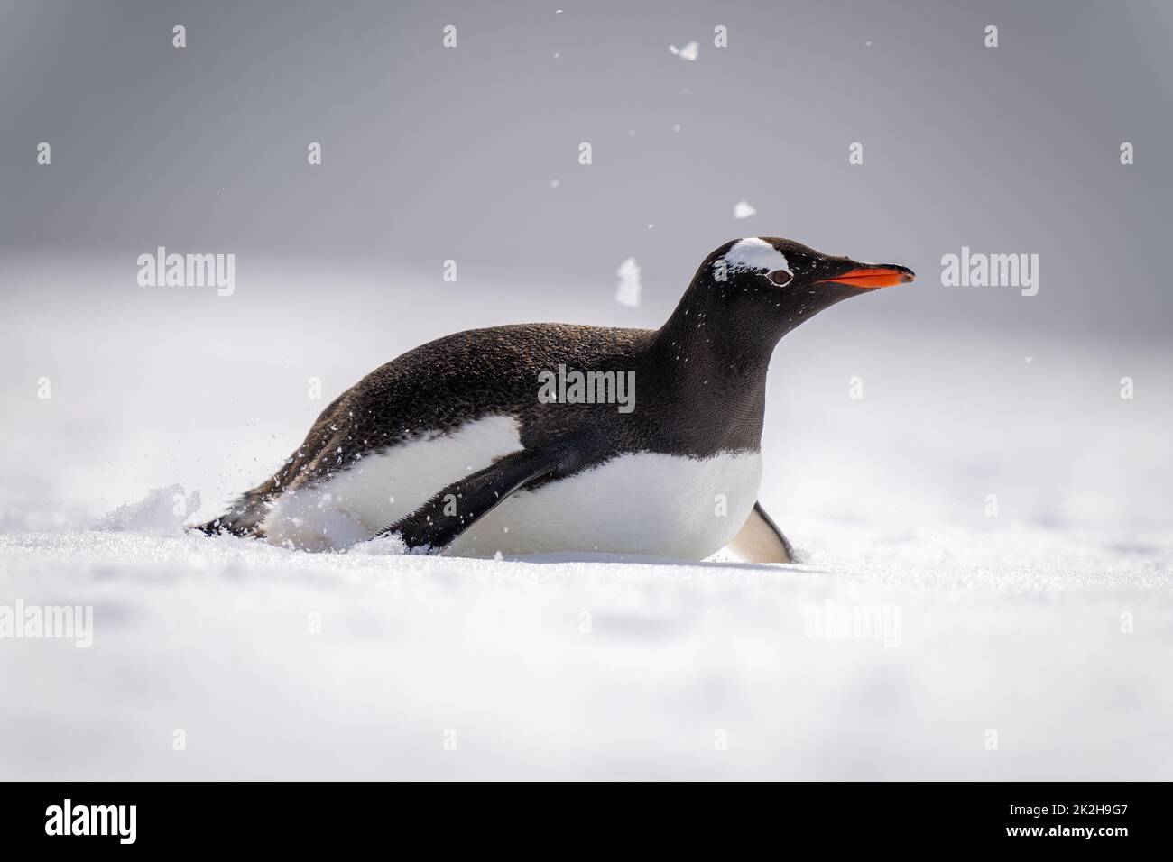Penguin body hi-res stock photography and images - Alamy