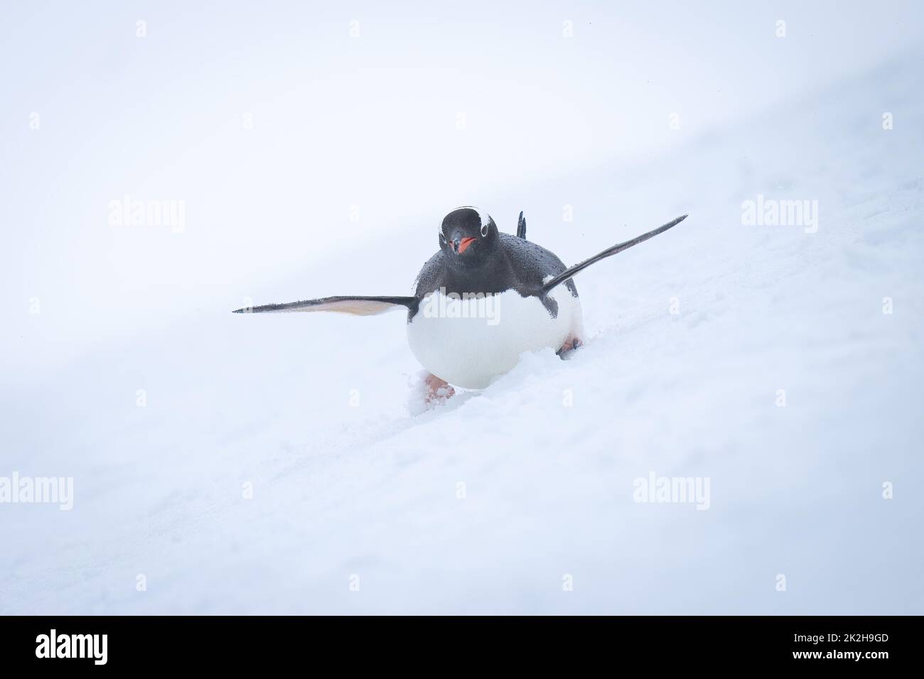 Gentoo penguin body surfs slope lifting flippers Stock Photo - Alamy