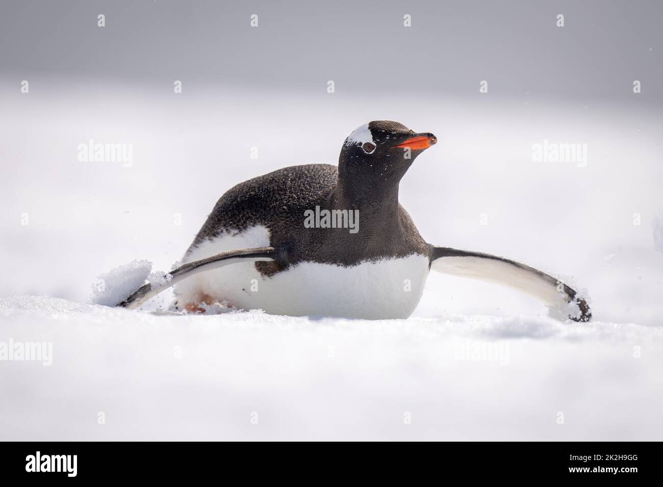 Gentoo penguin body surfs down snowy slope Stock Photo - Alamy