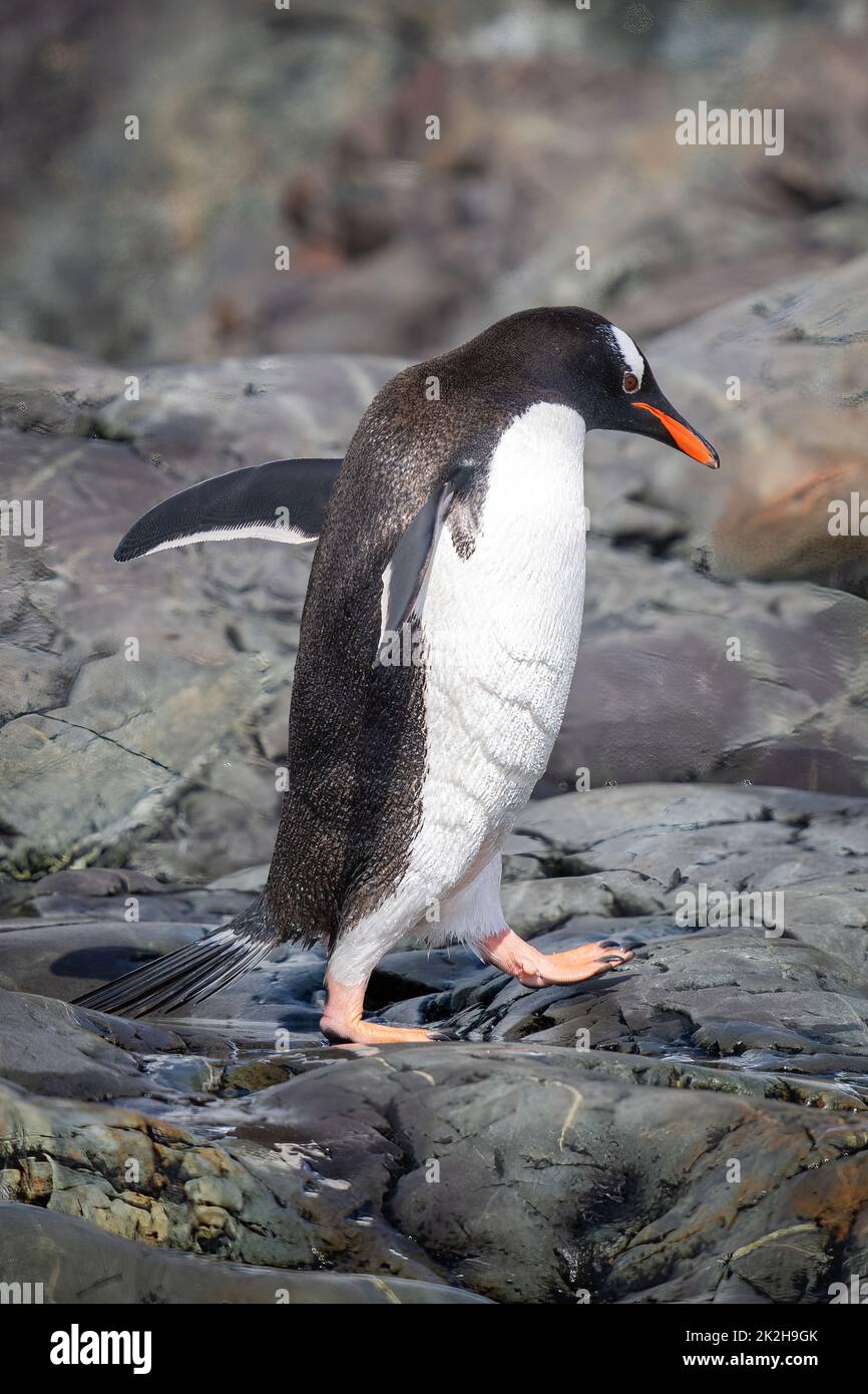 Gentoo penguin crosses rock with flippers raised Stock Photo - Alamy
