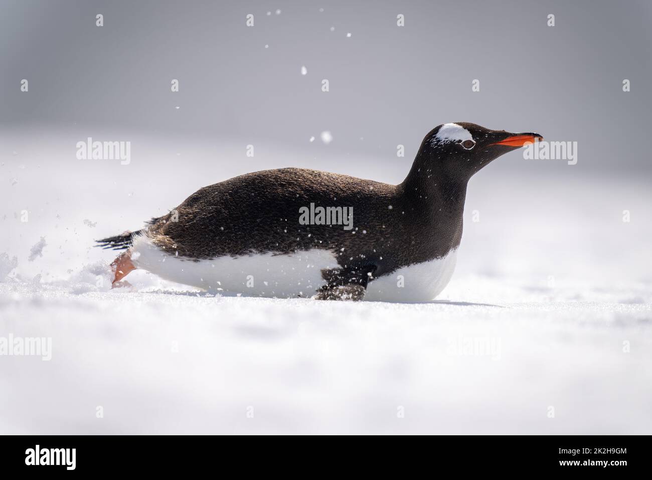 Penguin body hi-res stock photography and images - Alamy