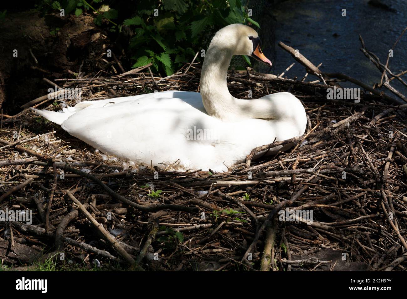 Abtska cherteich hi-res stock photography and images - Alamy