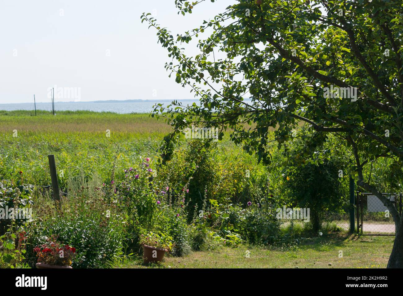 Beautiful park forest landscape with tree trunks on the Baltic sea ...