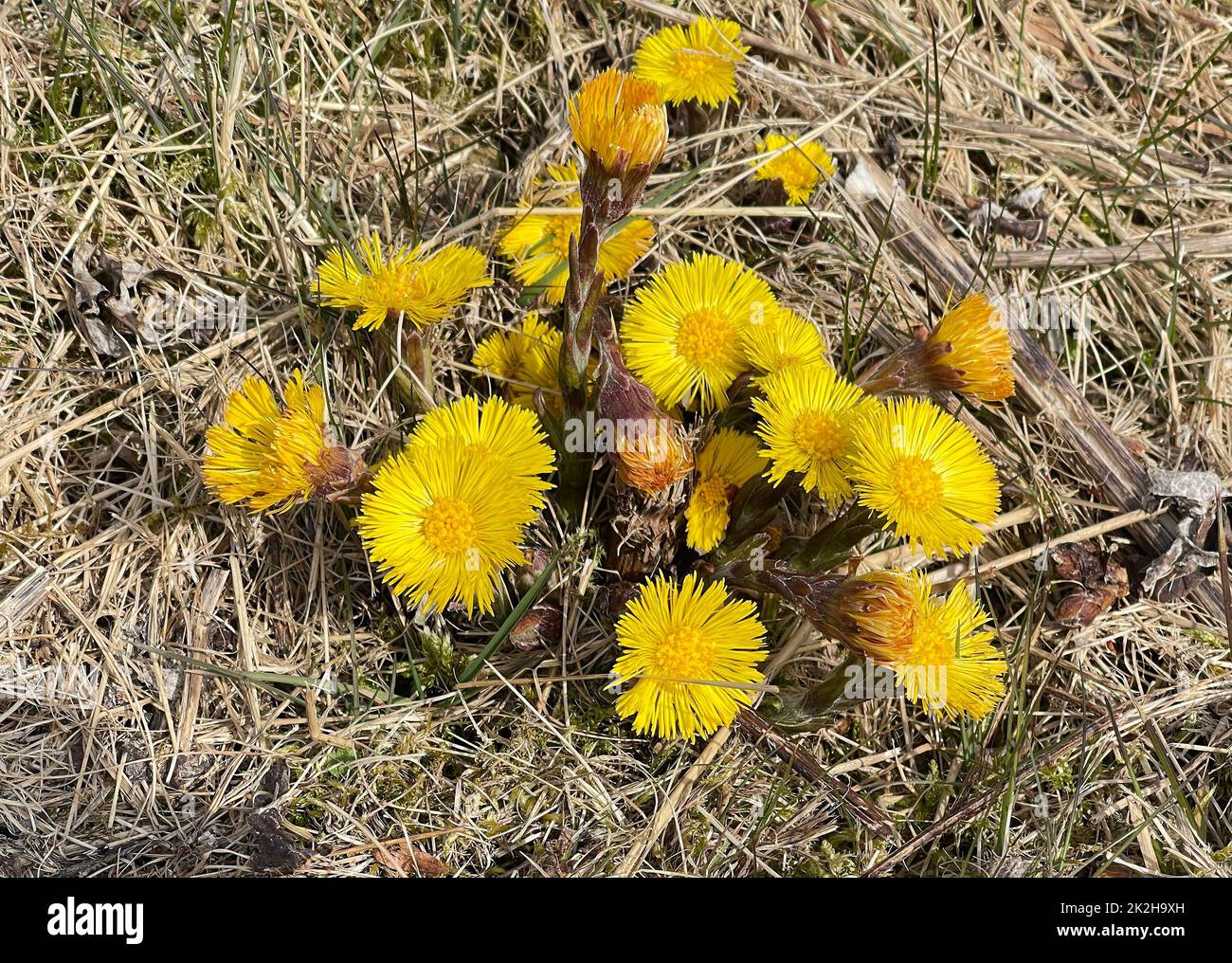 Coltsfoot field hi-res stock photography and images - Alamy
