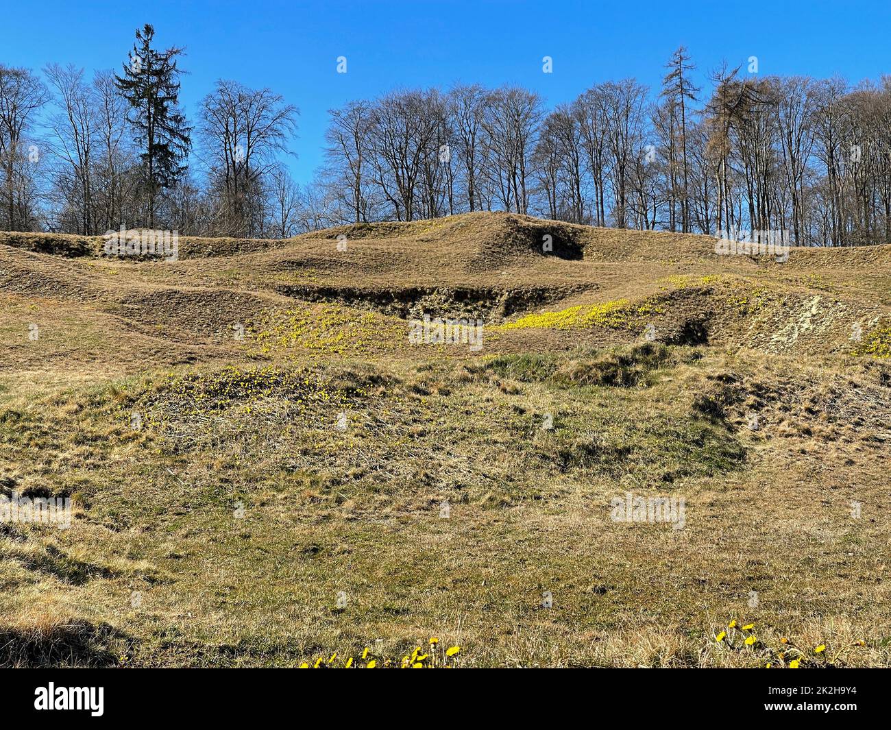 Tussilago farfara medicinal plant hi-res stock photography and images ...