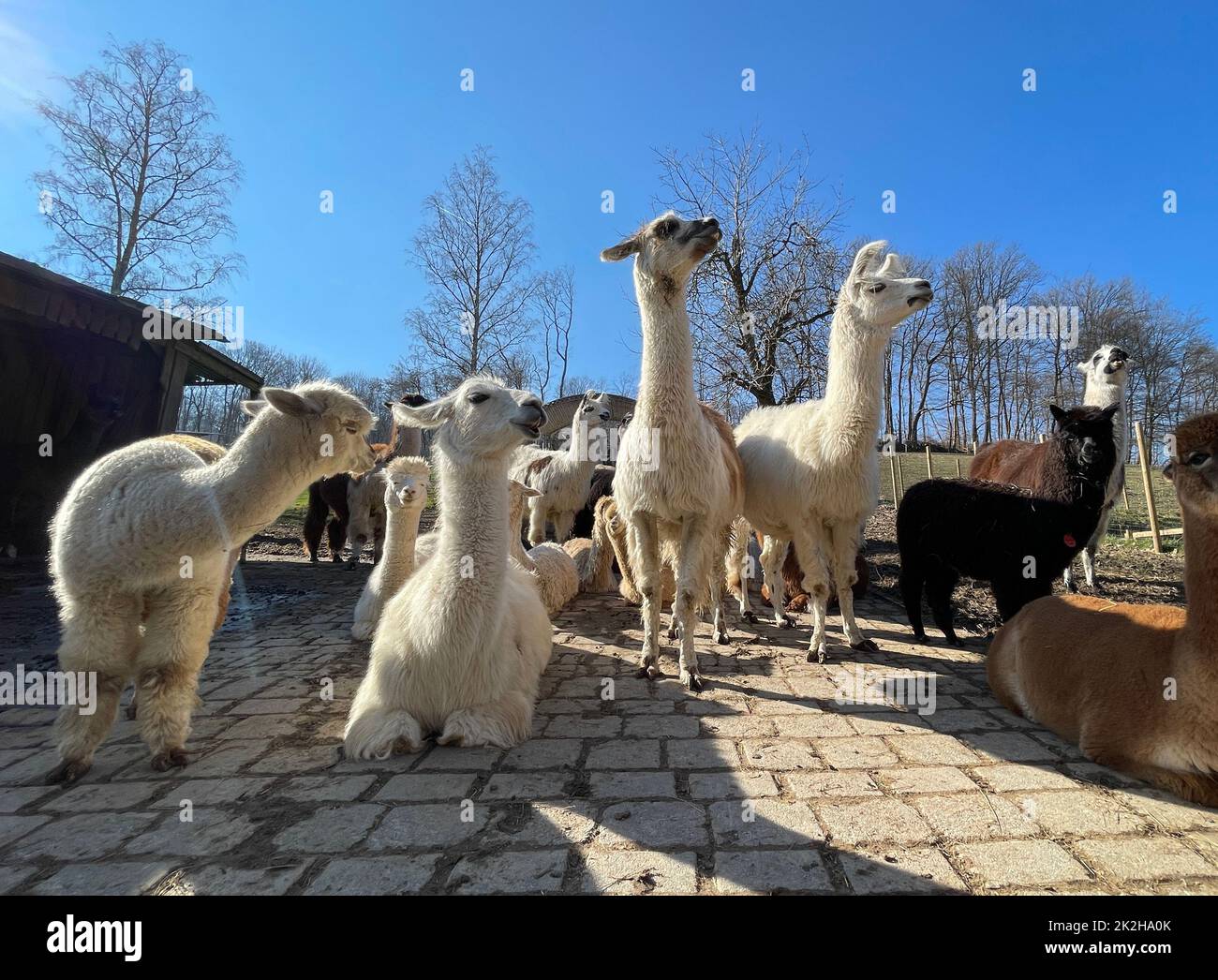 Lama species hi-res stock photography and images - Alamy