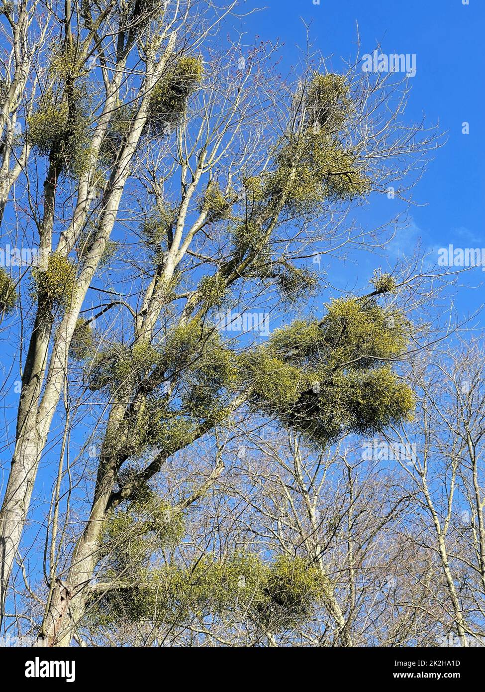 Medicinal mistletoe hi-res stock photography and images - Alamy