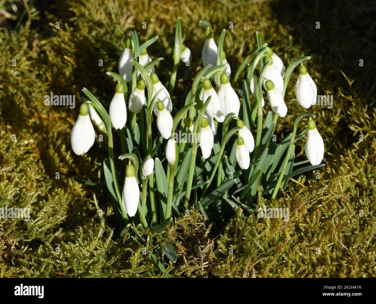 Snow leaks,Galanthus nivalis Stock Photo - Alamy