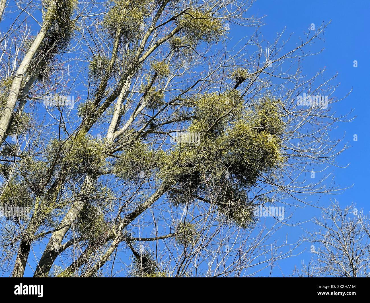 Semi parasite hi-res stock photography and images - Alamy
