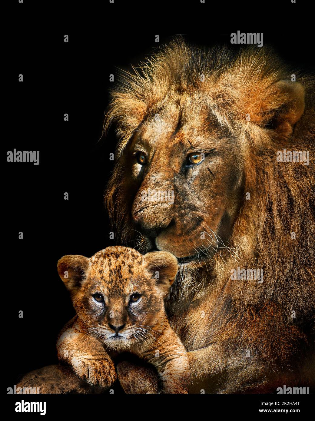 Lion adult and cub , african animals mammal wildlife , isolated Stock ...