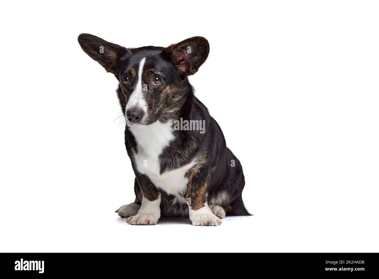 Sad pembroke welsh corgi hi-res stock photography and images - Alamy