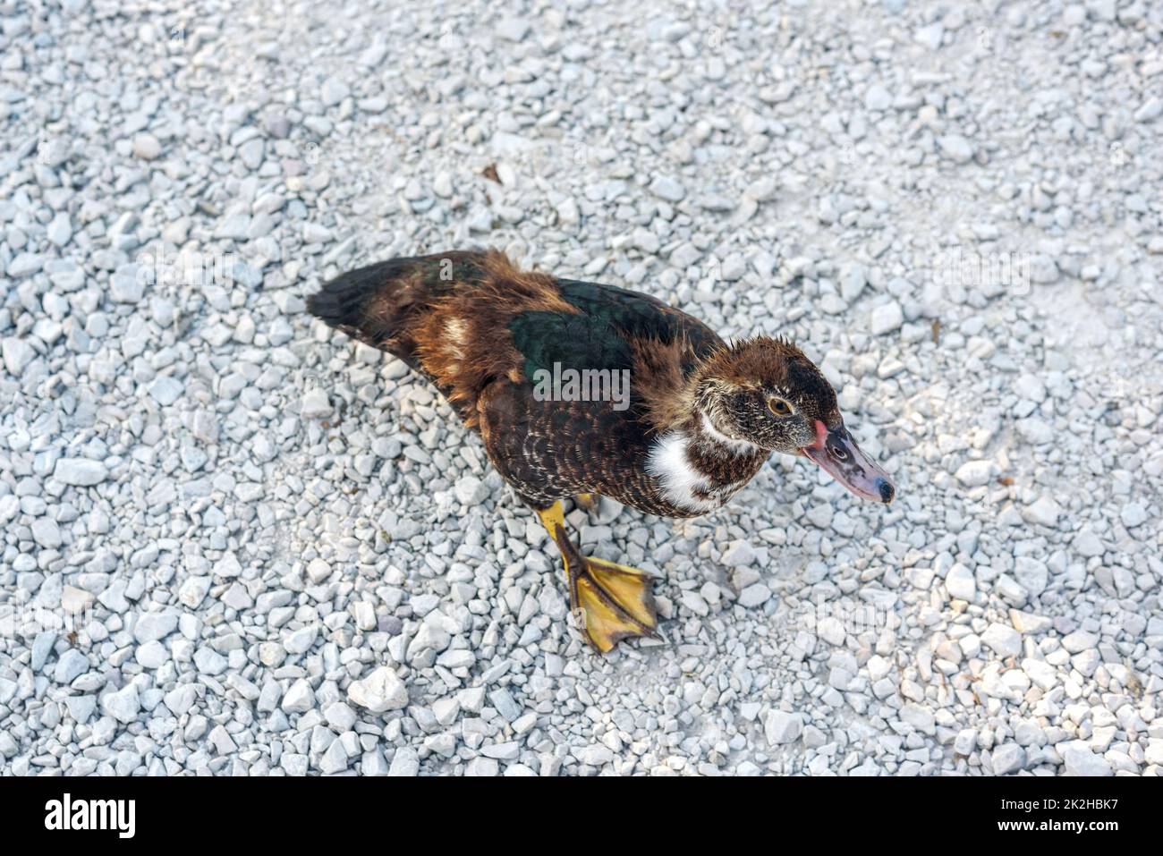 Dirty duck walking on pebble after swimming in marsh Stock Photo - Alamy