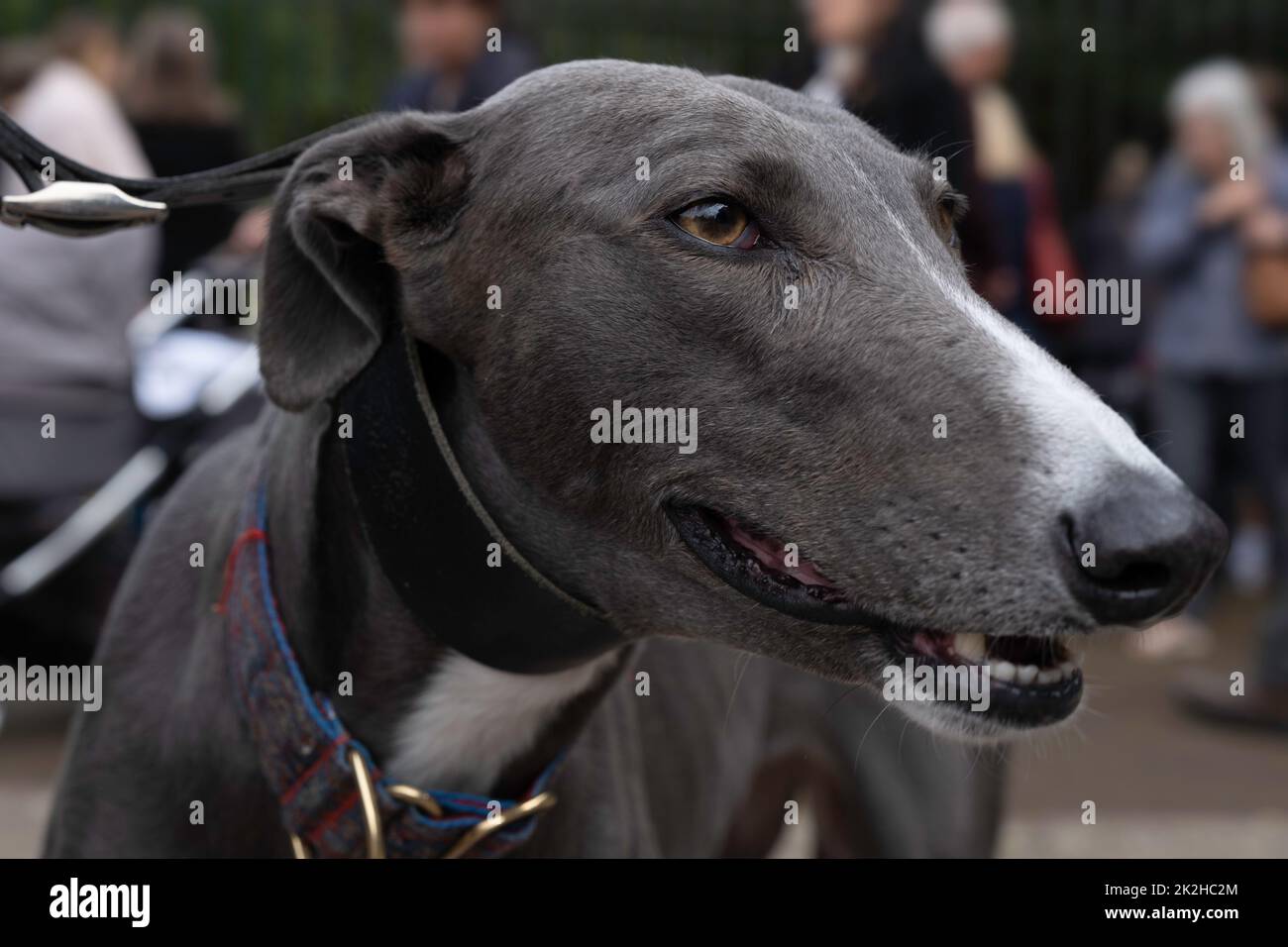 English greyhound dog hi-res stock photography and images - Alamy