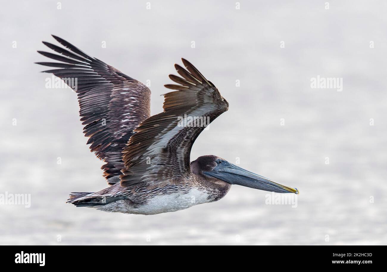 Angry pelican hi-res stock photography and images - Alamy