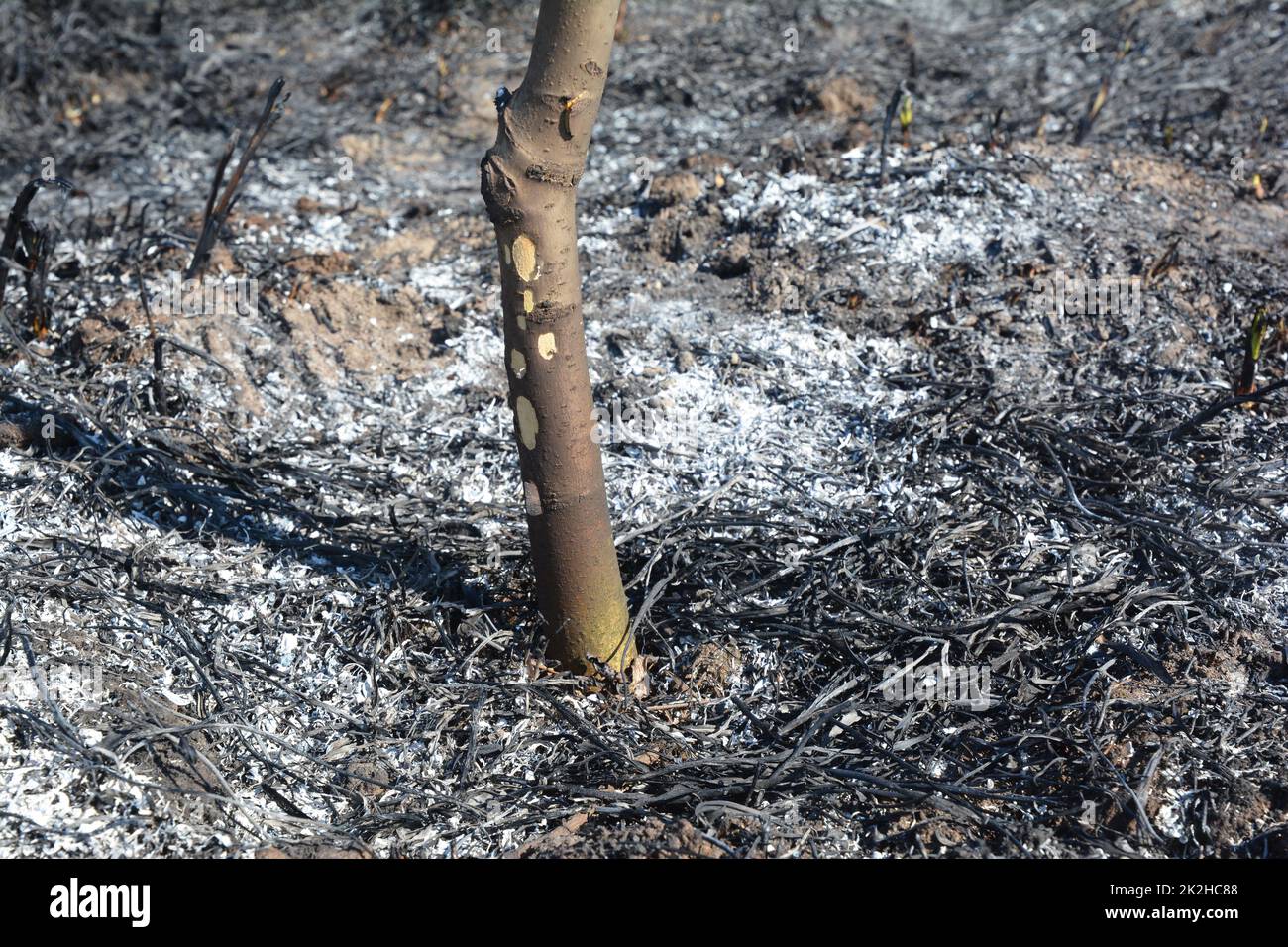 Grass burning damage on the fruit tree. Burning grass releases more ...