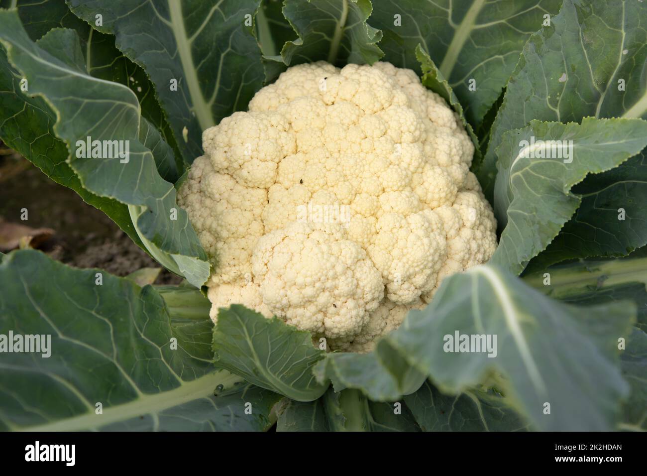 Fresh Cauliflower the raw vegetable grows in organic soil in the garden ...