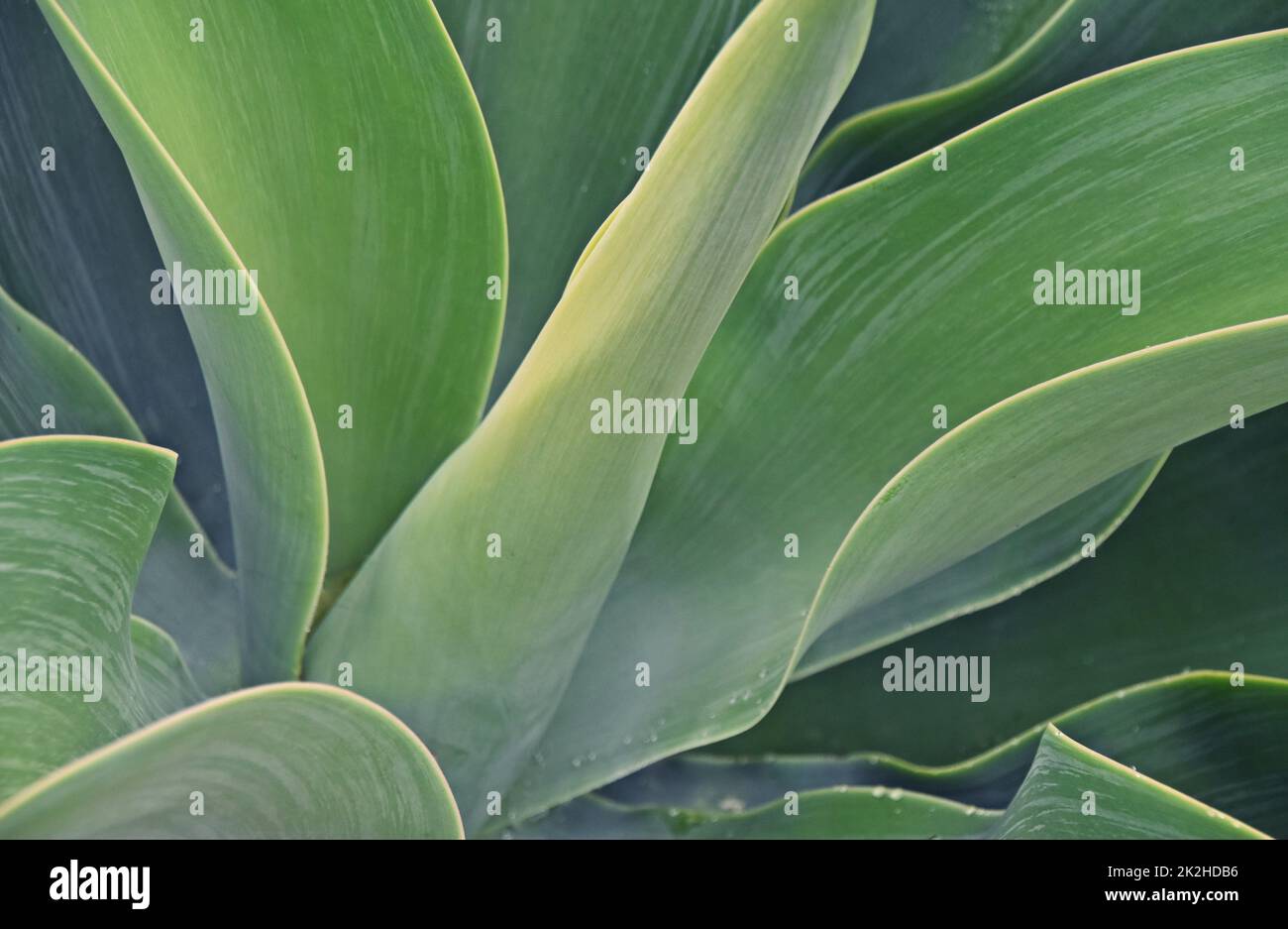 Agave leaves hi-res stock photography and images - Alamy