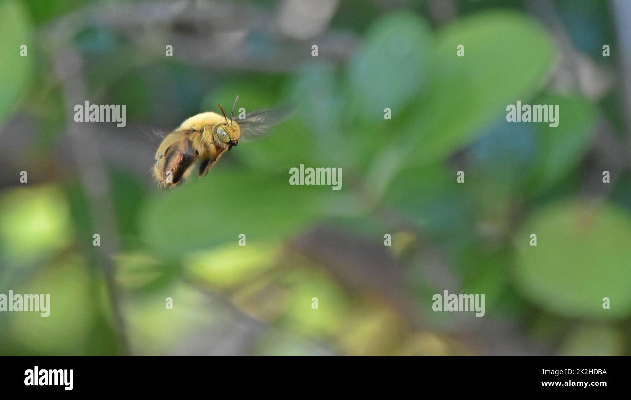 Close up of a carpenter bee in flight Stock Photo - Alamy