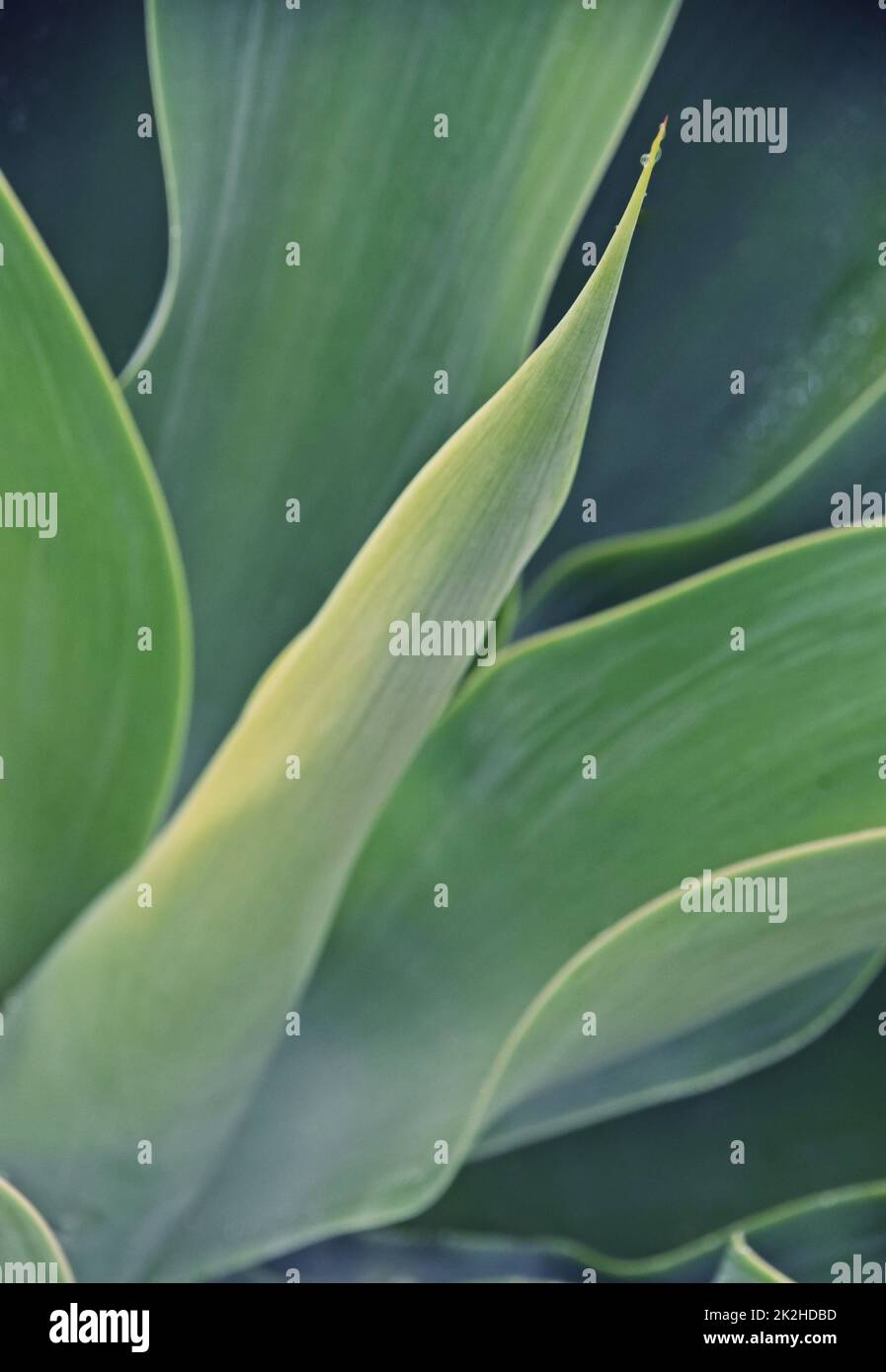 Agave leaves hi-res stock photography and images - Alamy