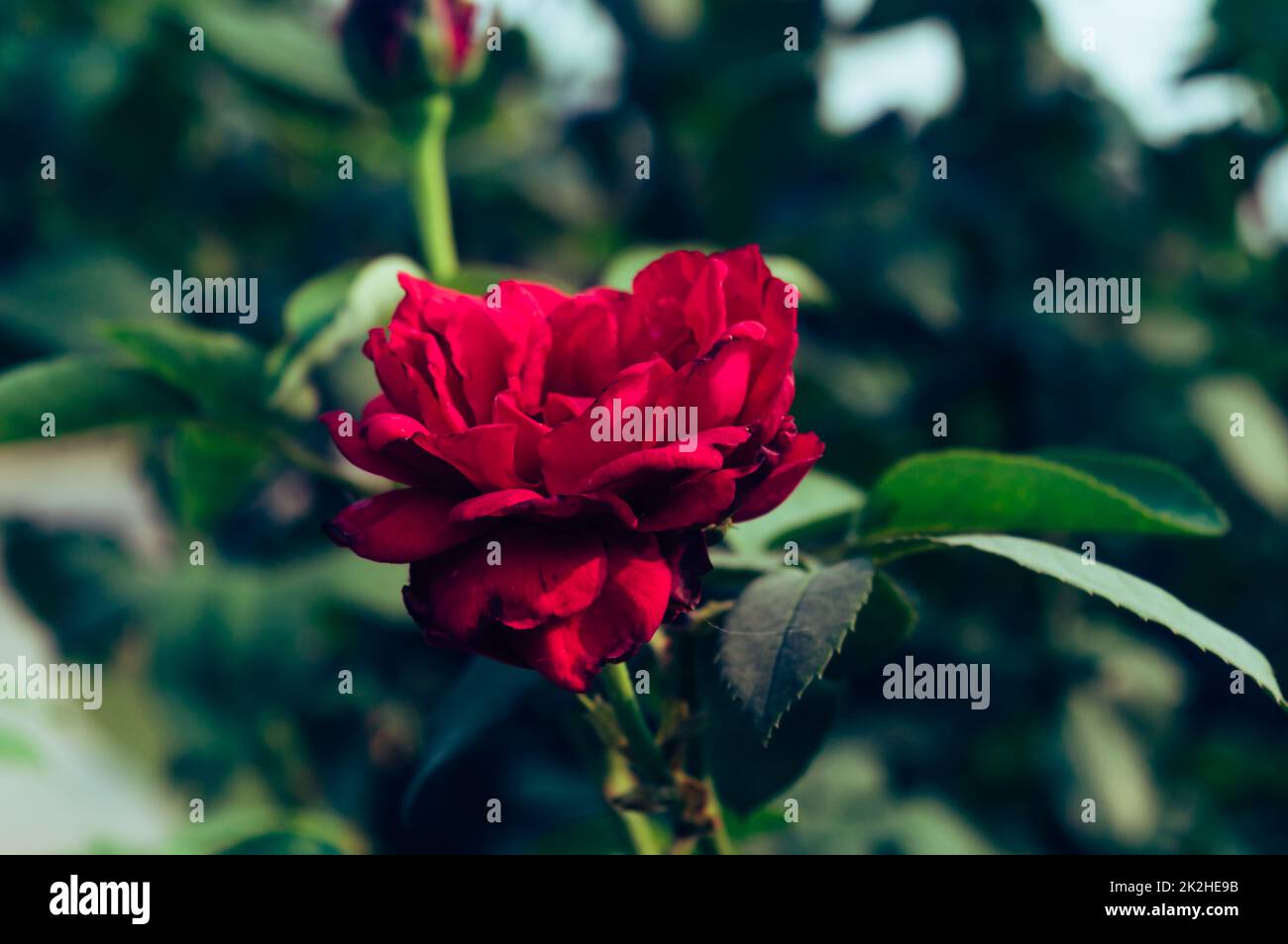Red Rose on green leaves background. Side view. Nature background. Love ...