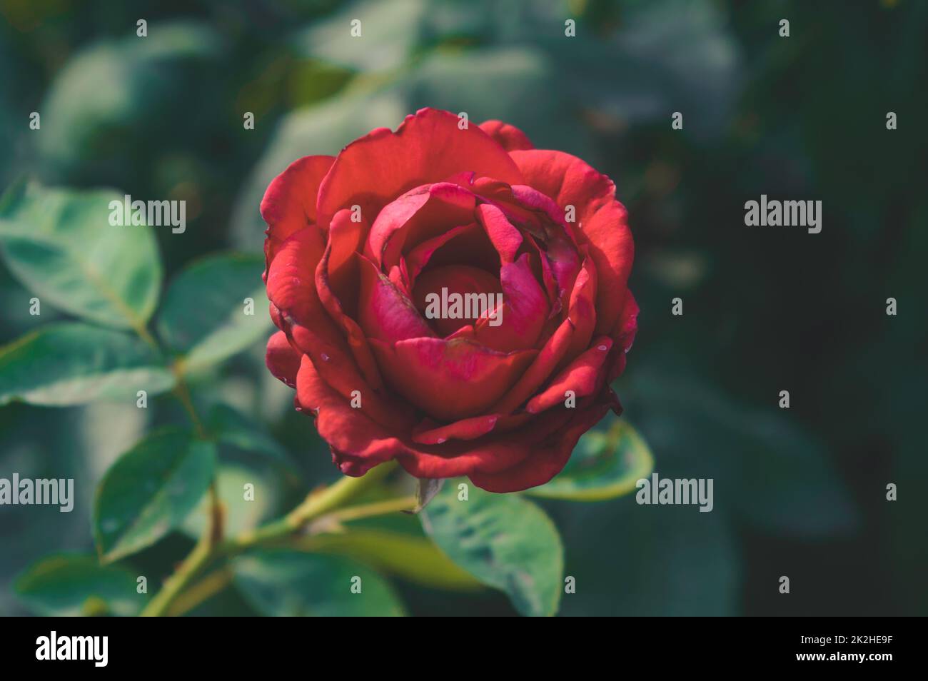 Red Rose on pastel deep green leaves background. Top down shot. Nature ...