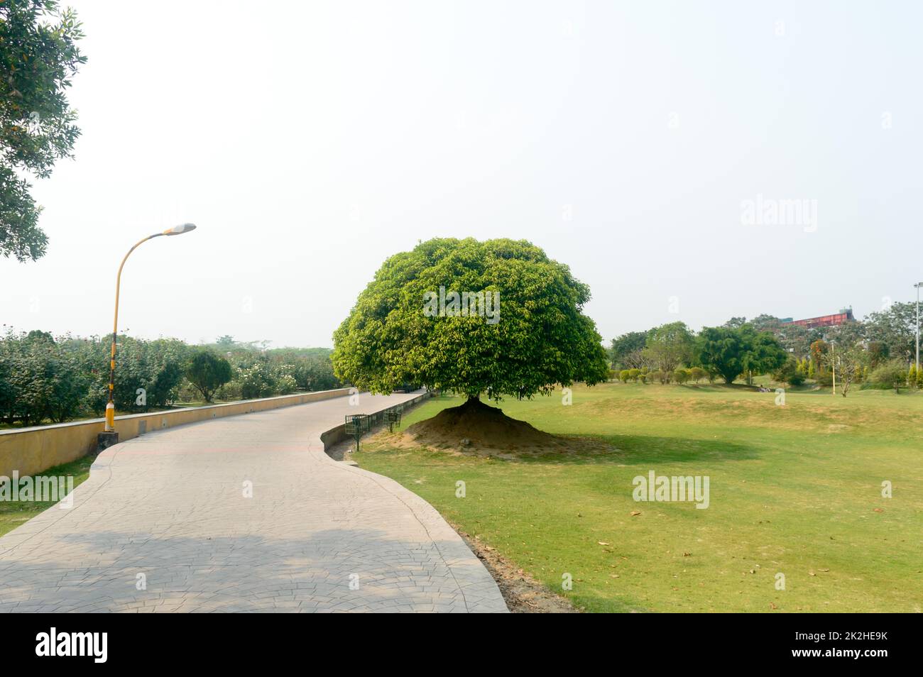 A beautiful tree on a green meadow in summer sunset sunlight. Garden ...