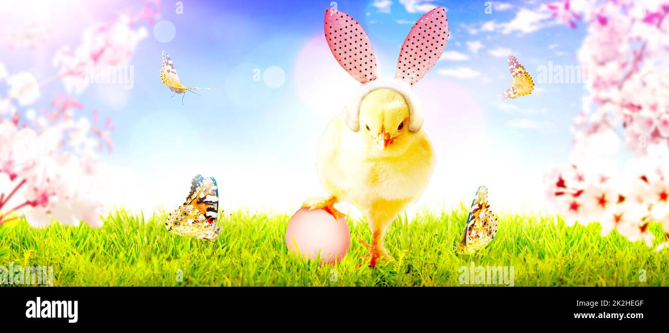 Little cute newborn baby chick for Easter celebration Stock Photo - Alamy