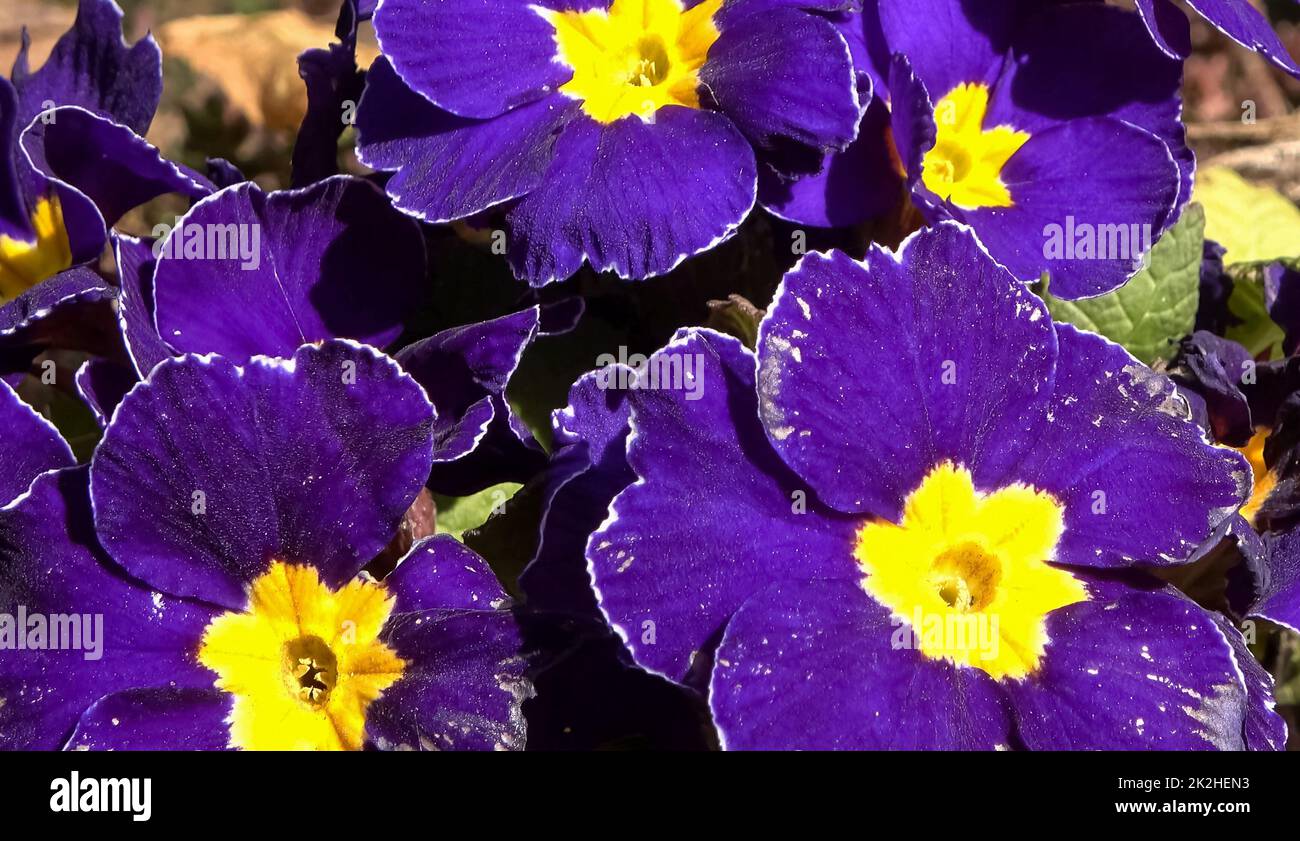 Purple primrose in flower bed. Spring concept Stock Photo - Alamy
