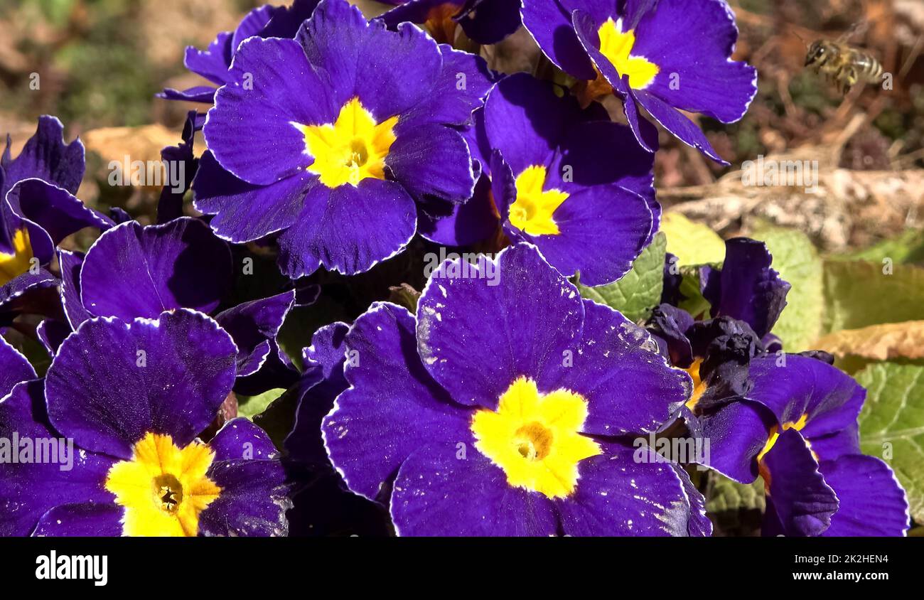 bee surrounding a purple primrose in flower bed. Spring concept Stock ...
