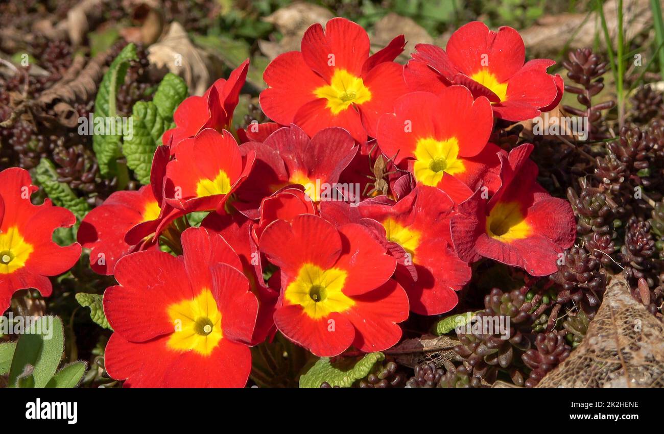 Purple green red little hi-res stock photography and images - Alamy