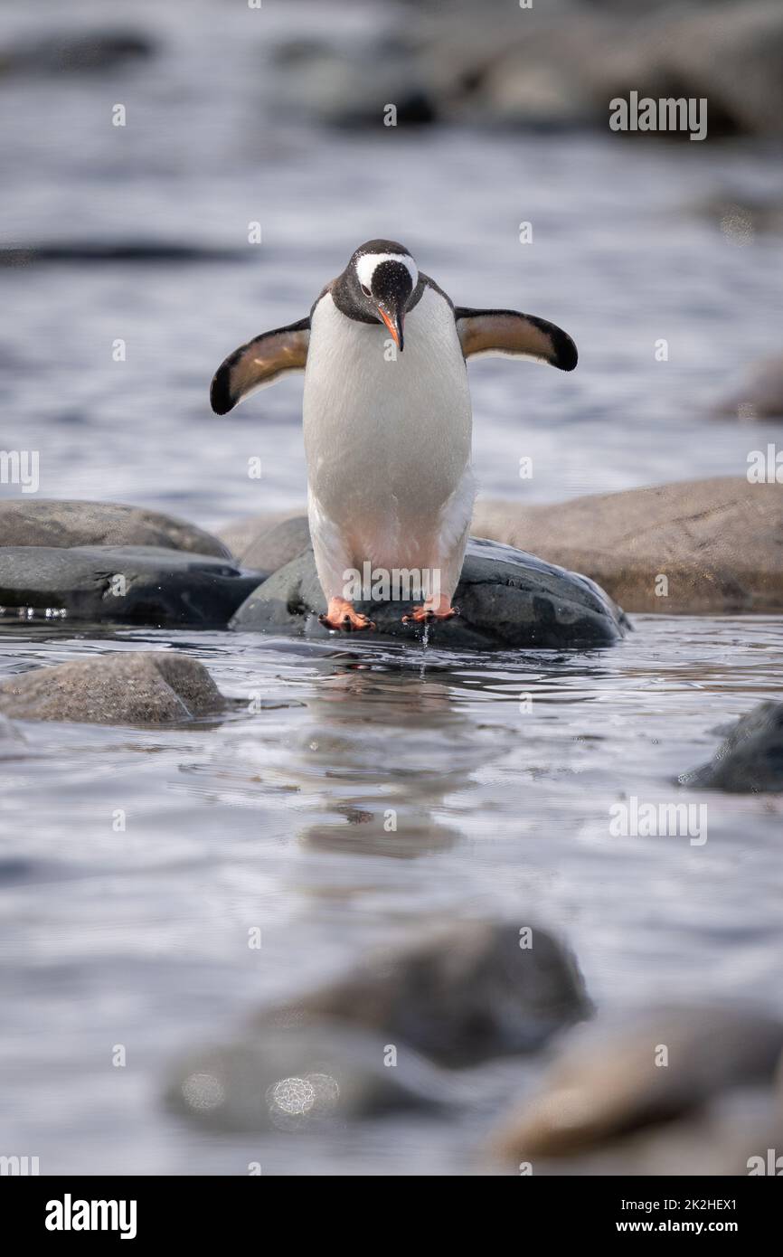 Rock in the shallows hi-res stock photography and images - Alamy