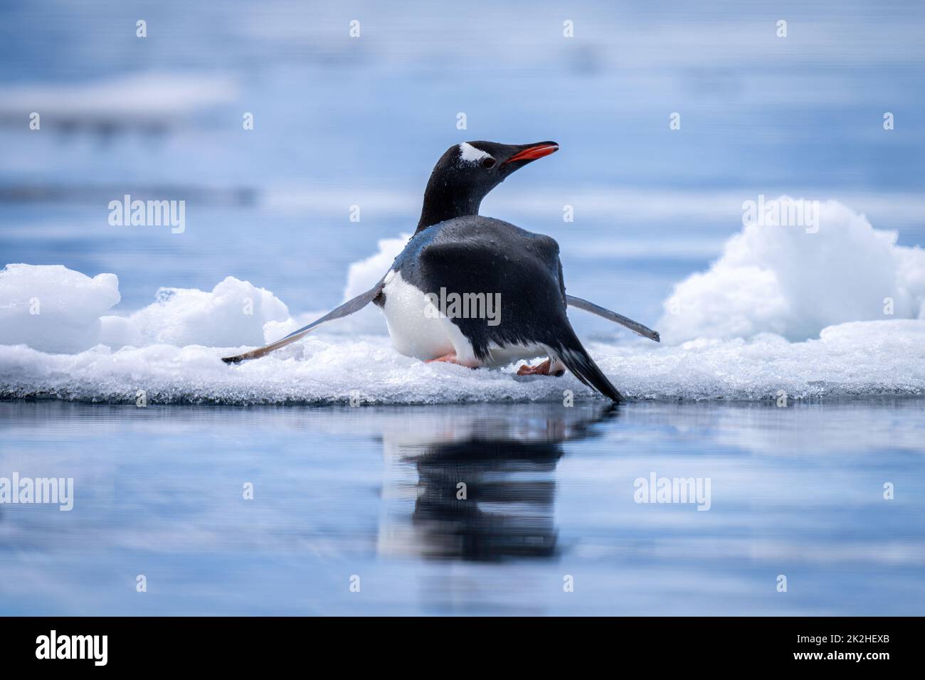Gentoo penguin on ice hi-res stock photography and images - Alamy