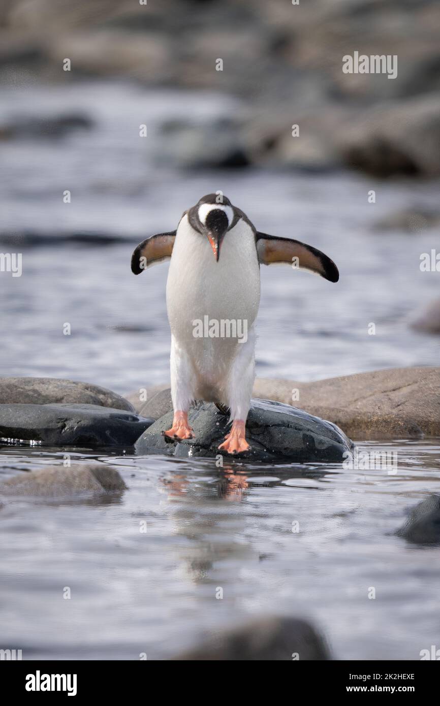 Penguin jumping into sea hi-res stock photography and images - Alamy