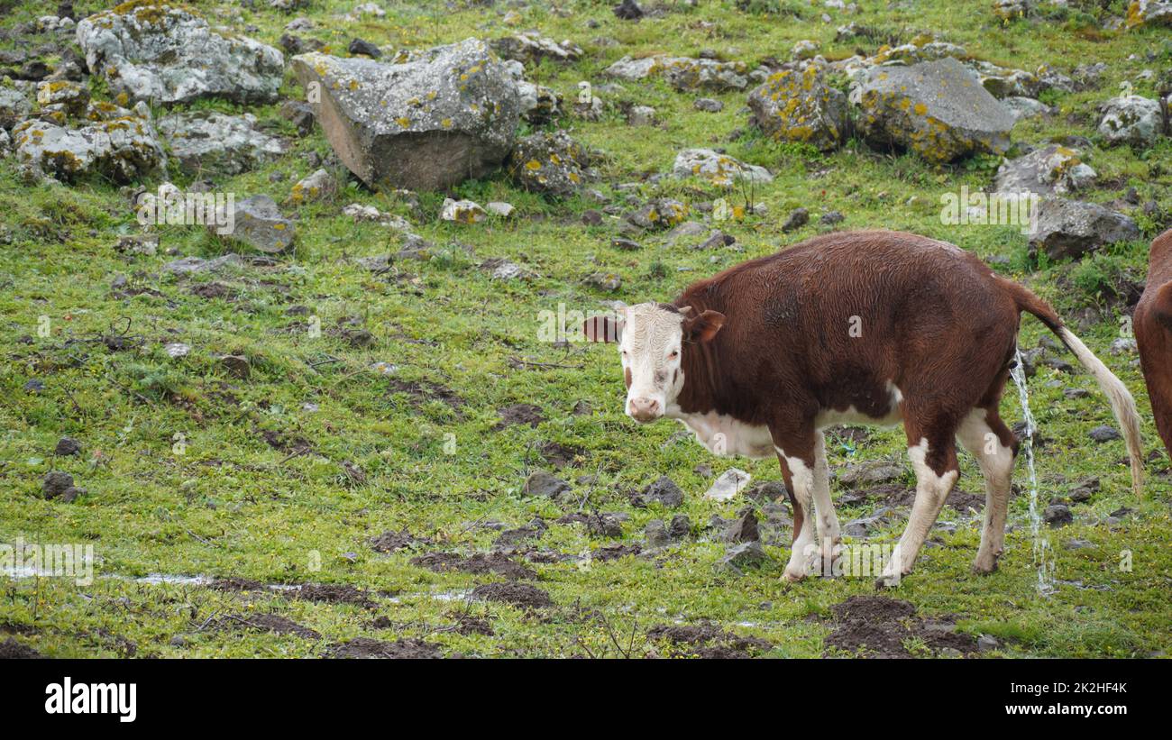 View of red and white cow peeing. A cow urinating in the field Stock ...