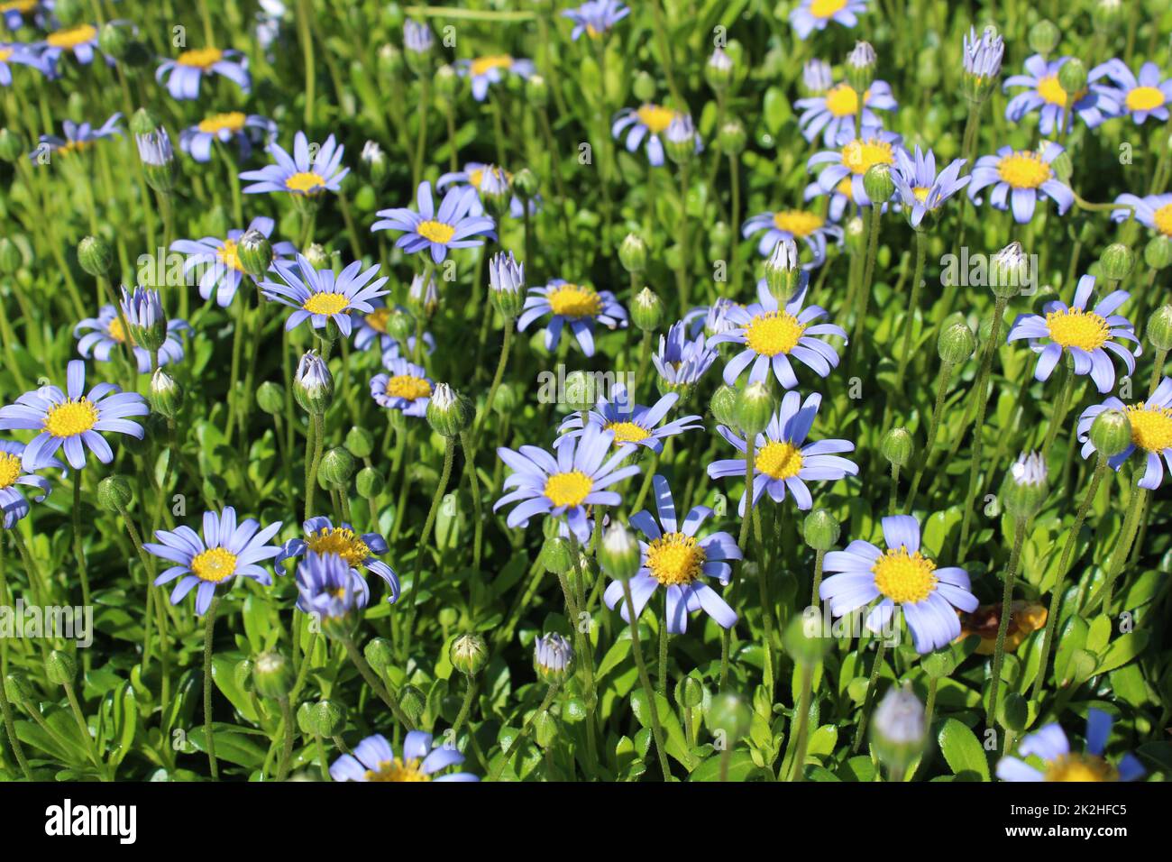 blue daisy in the garden Stock Photo - Alamy